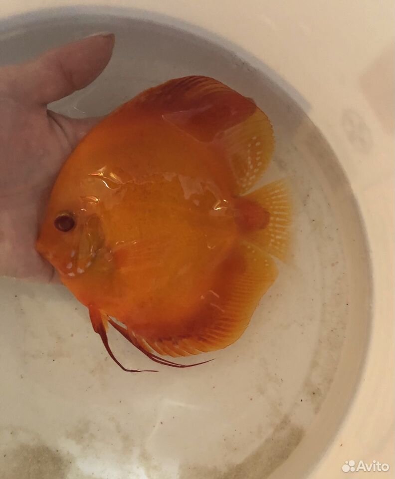 Дискус альбино ред