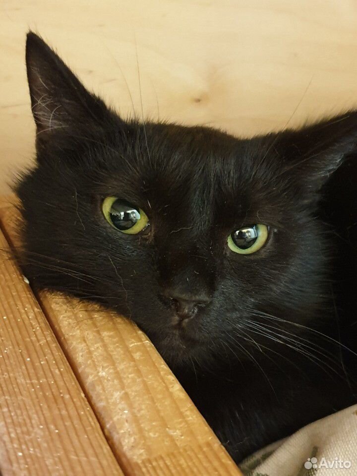 Черная жемчужинка в ваш дом