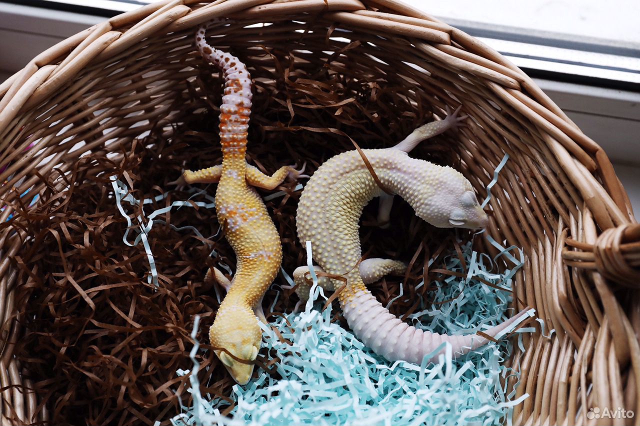 Эублефар Hypo TTA