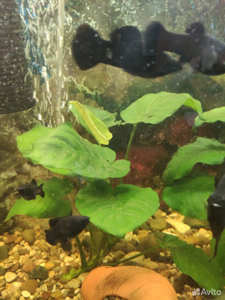 Аквариумное растение