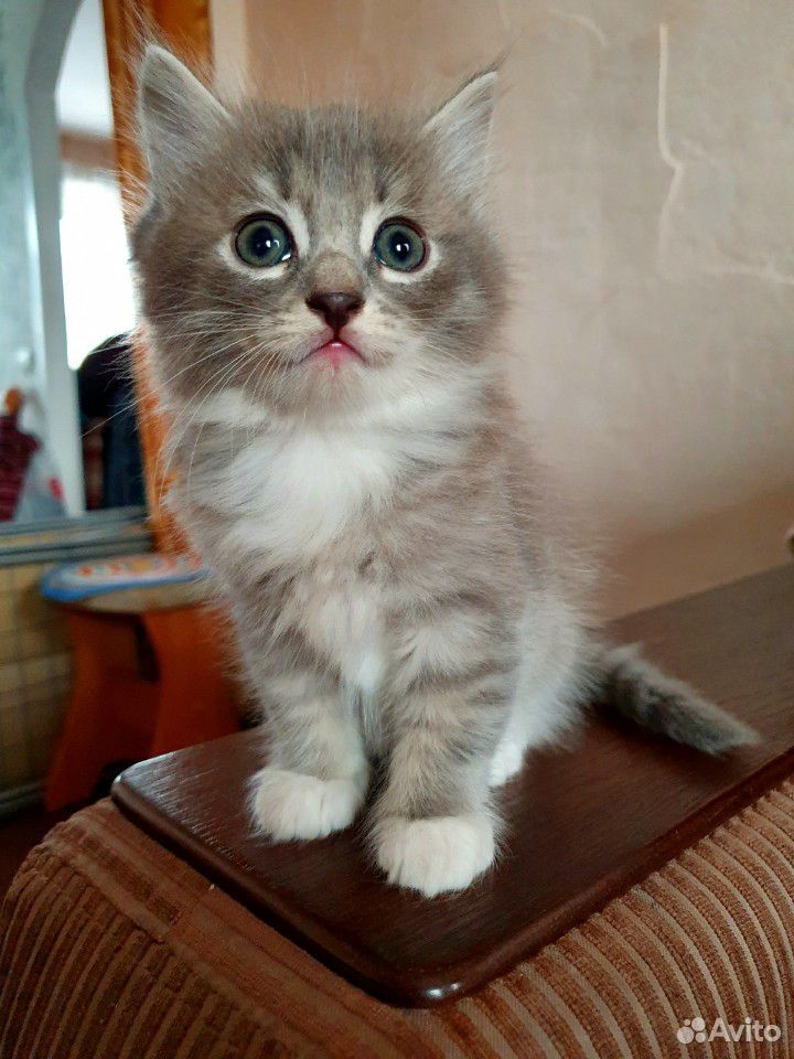 Котята