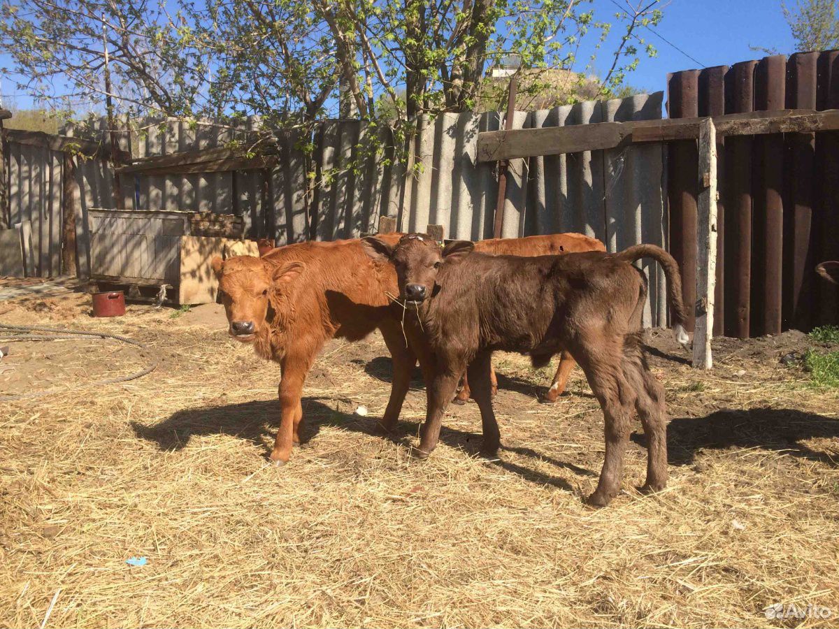 Тёлки 1 месяц