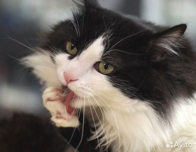 Изабелла - черное-белая пушистая красотка в дар