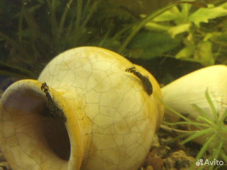 Сомики прилепало новоржденые