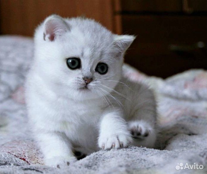 Серебряная британская шиншилла Донни