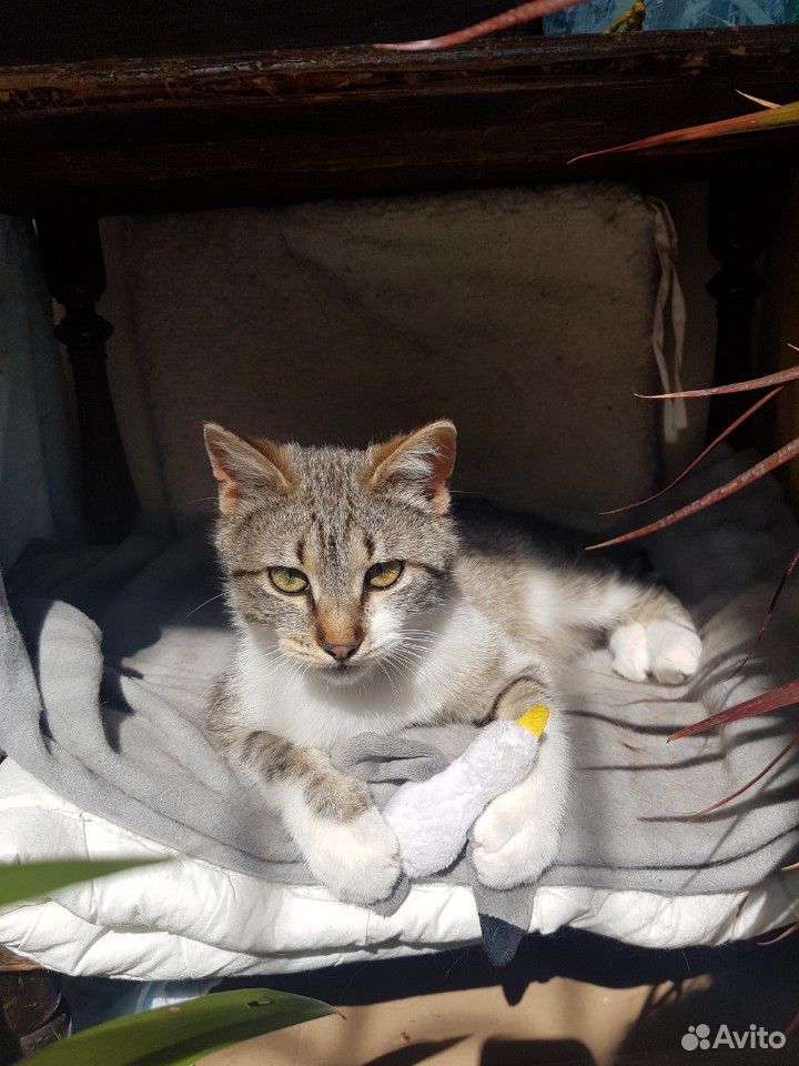 Молодой котик Васька