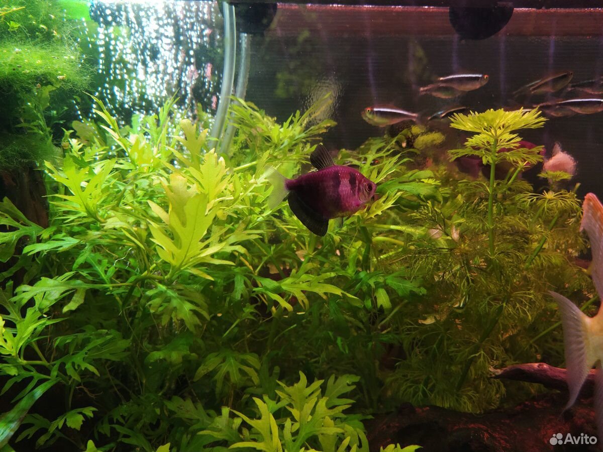 Тернеции "Ежевика" с полосами