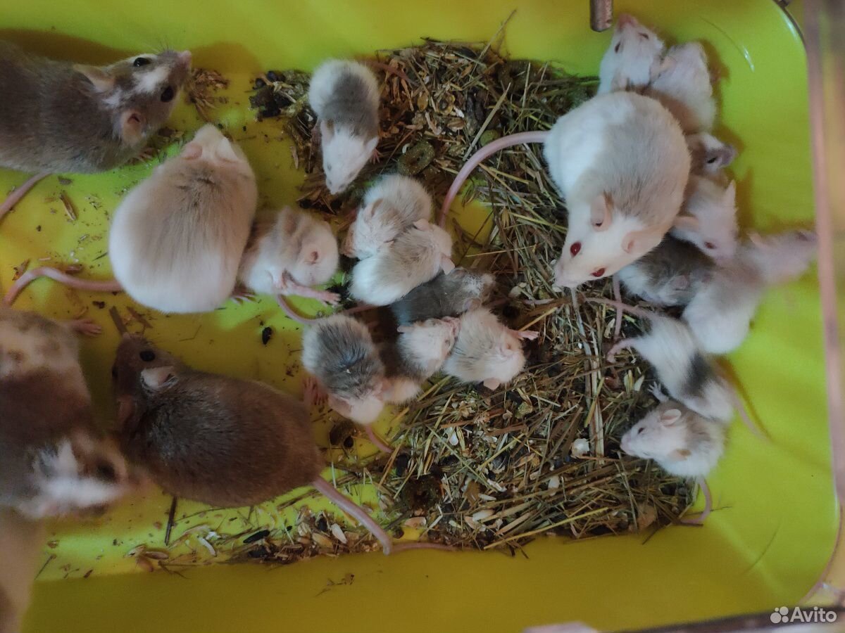 Мышь мастомис