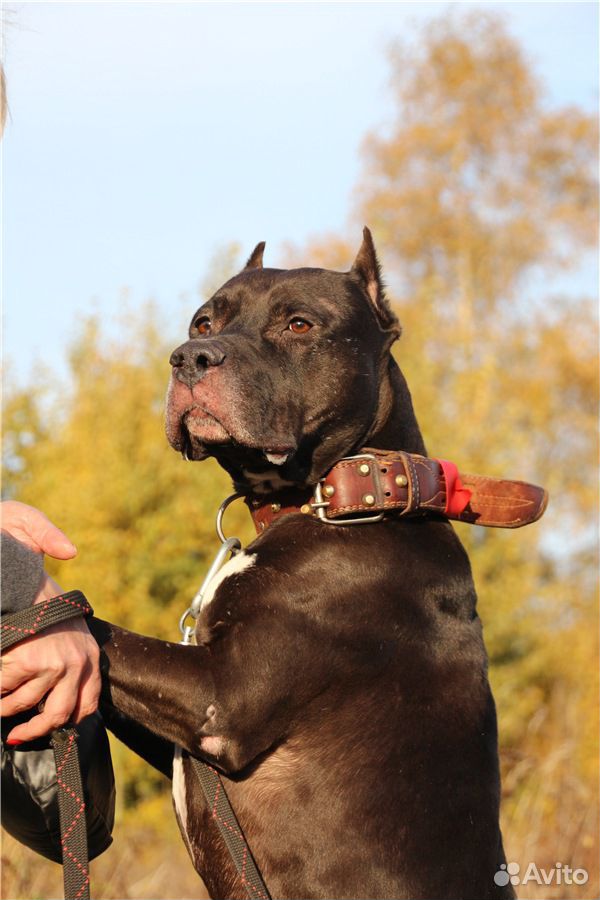 Шикарный Ингард в добрые руки