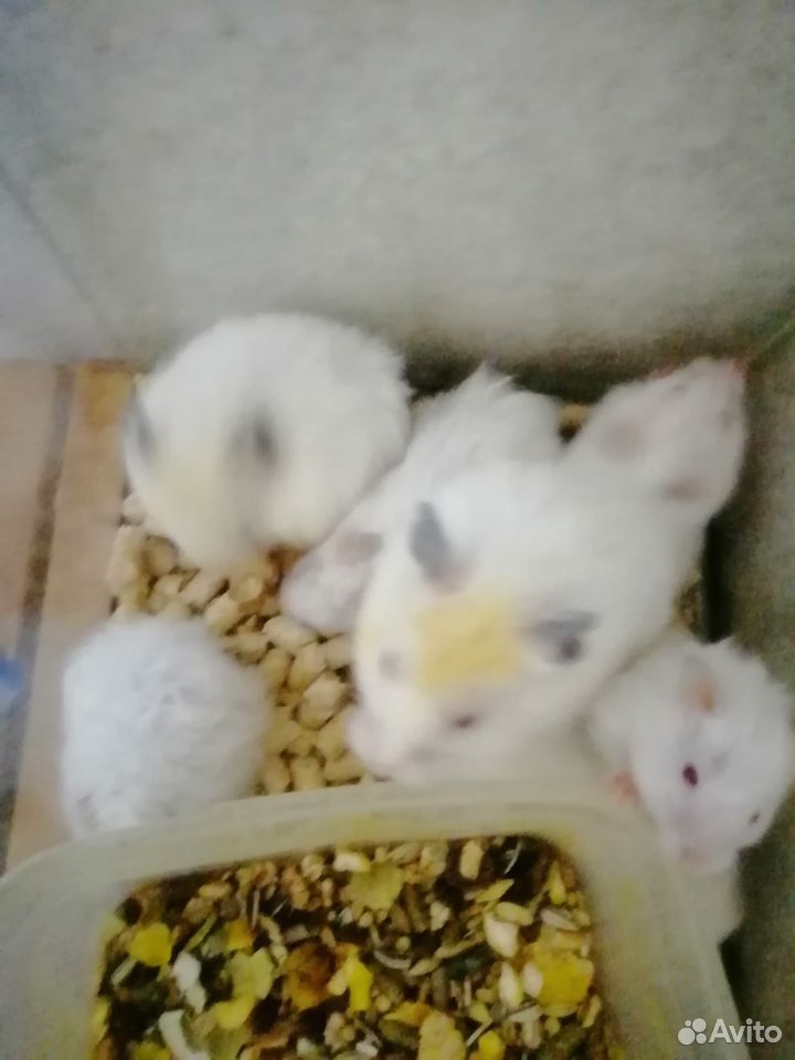 Сирийские хомяки