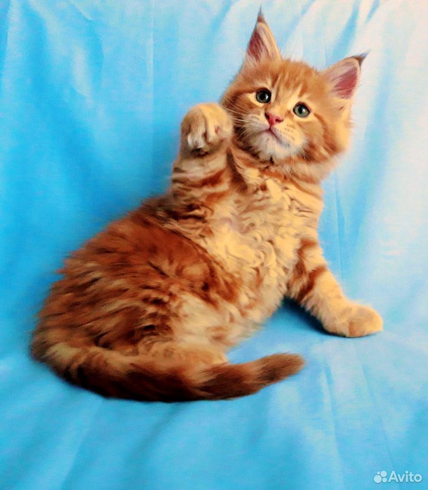 Кому гигантов