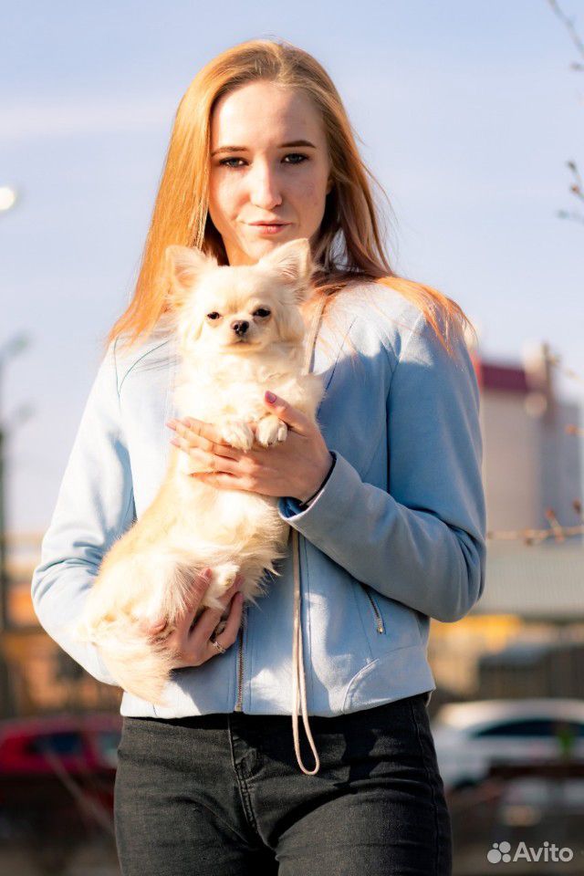 Чихуахуа
