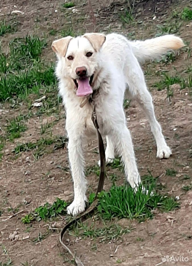 Макс ищет дом