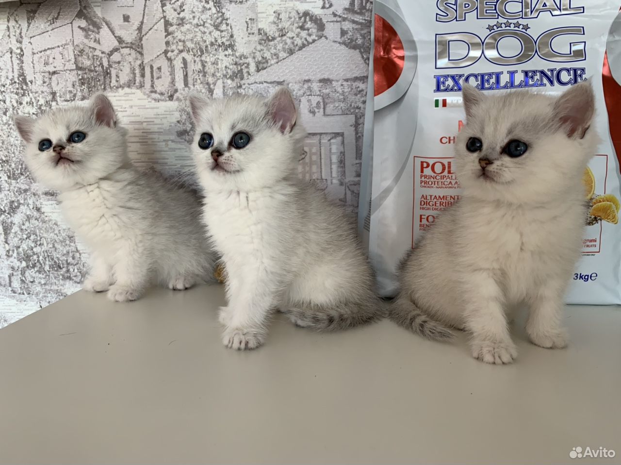 Британские малыши