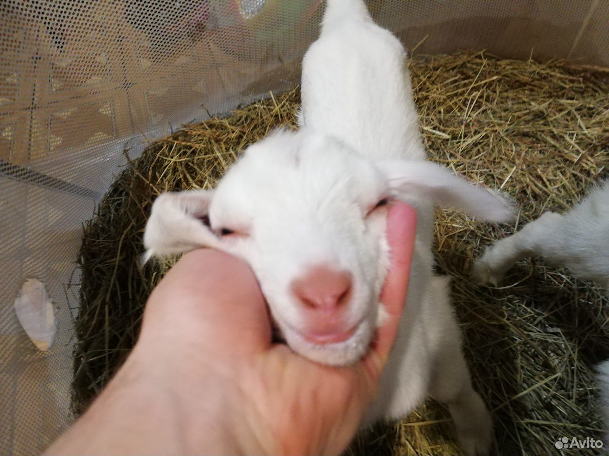 Козлята заанонубийцы