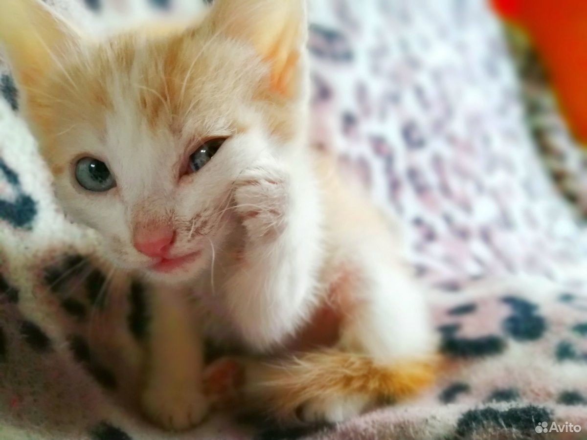 Котенок-улыбашка
