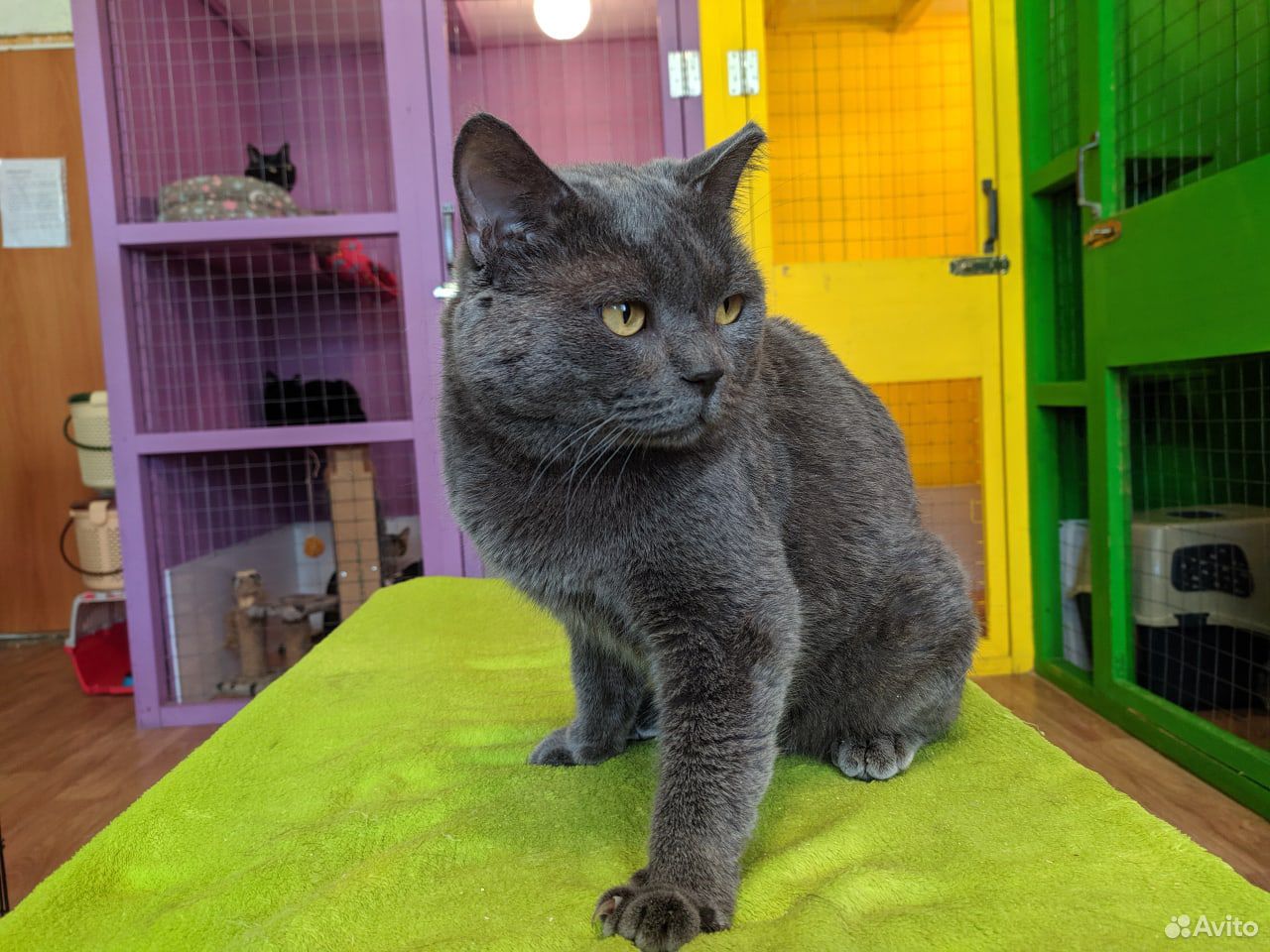Котик Пуф, 2.5 года (из приюта)
