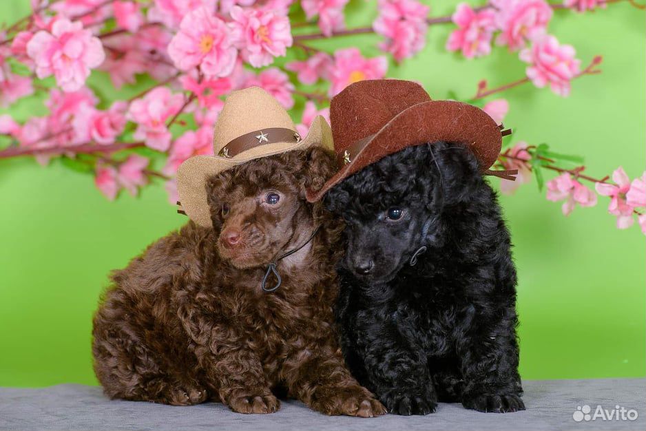 Щенки той пуделя