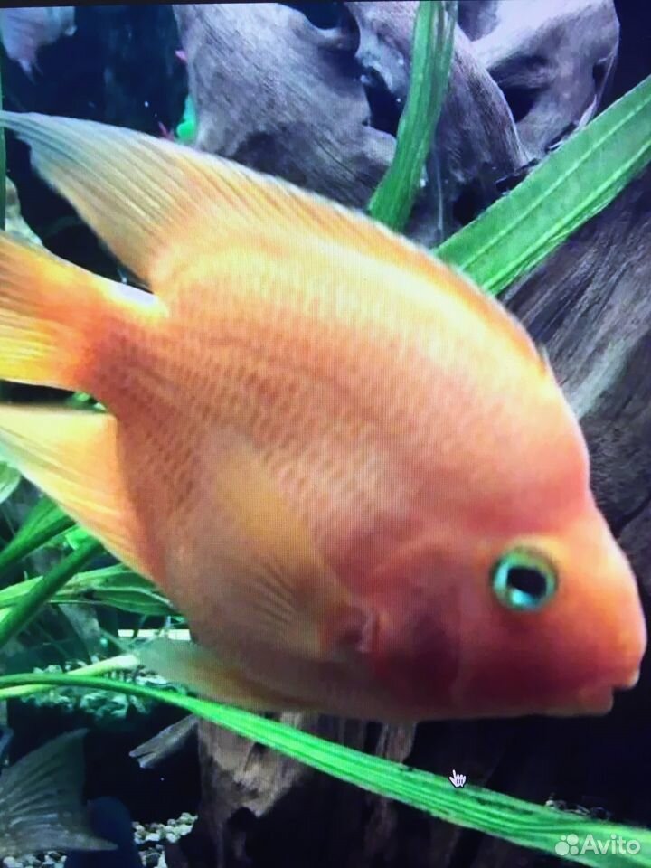 Отдам попугаев рыбок