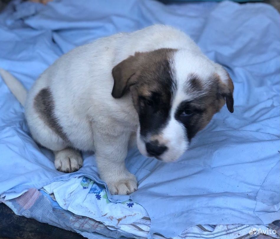 Разноцветный щенок - плюшевый мальчик в дар