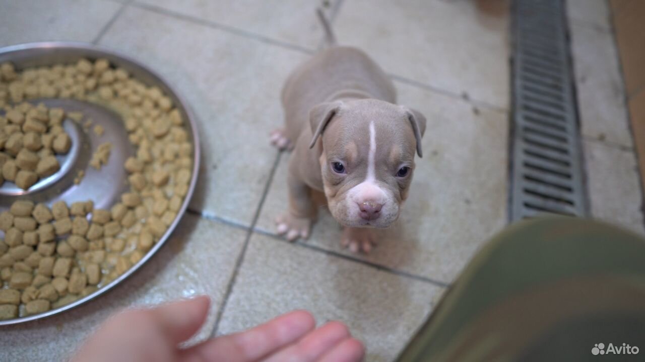 Амеркианский Булли мальчик лиловый триколор