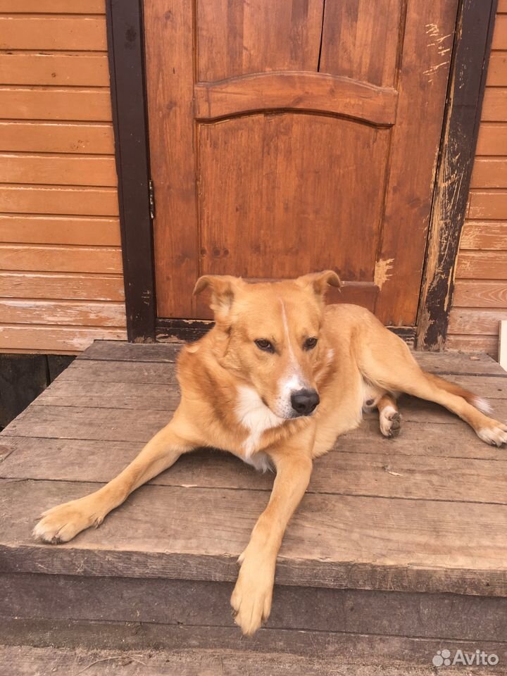 Обаятельный Дик ищет хозяина