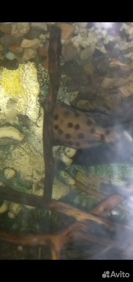 Рыбки аквариумные