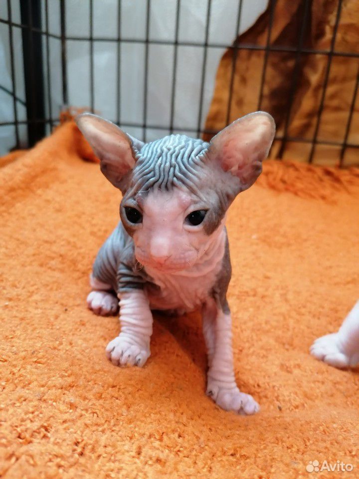 Донской сфинкс