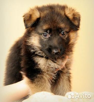 Немцы - щенки чистокровной овчарки