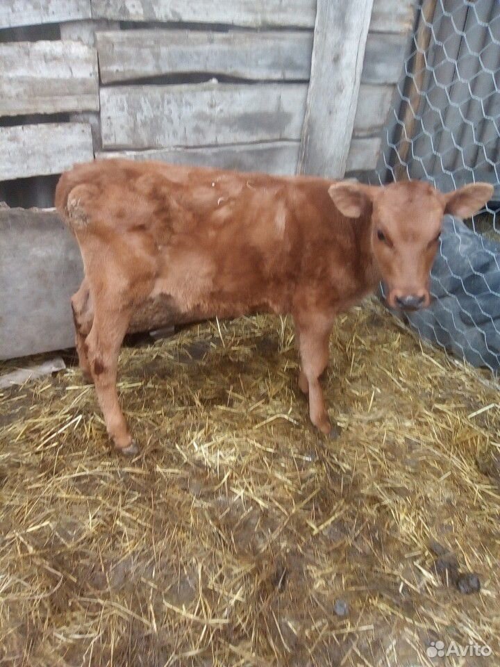 Продам телят