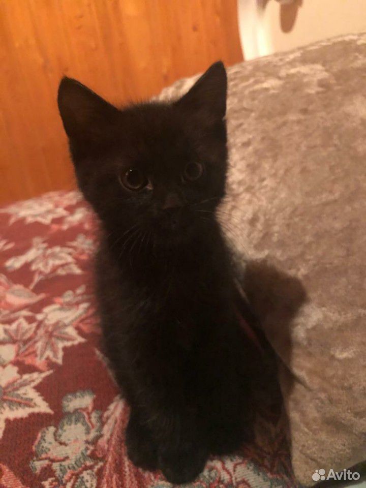 Котенок Бомбейской кошки