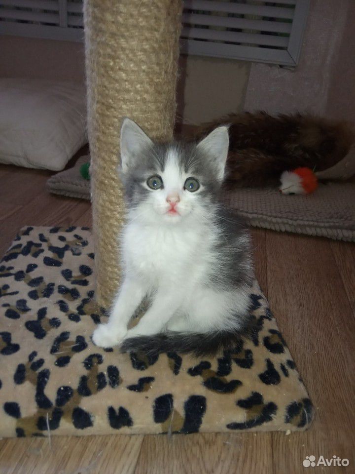 Котик