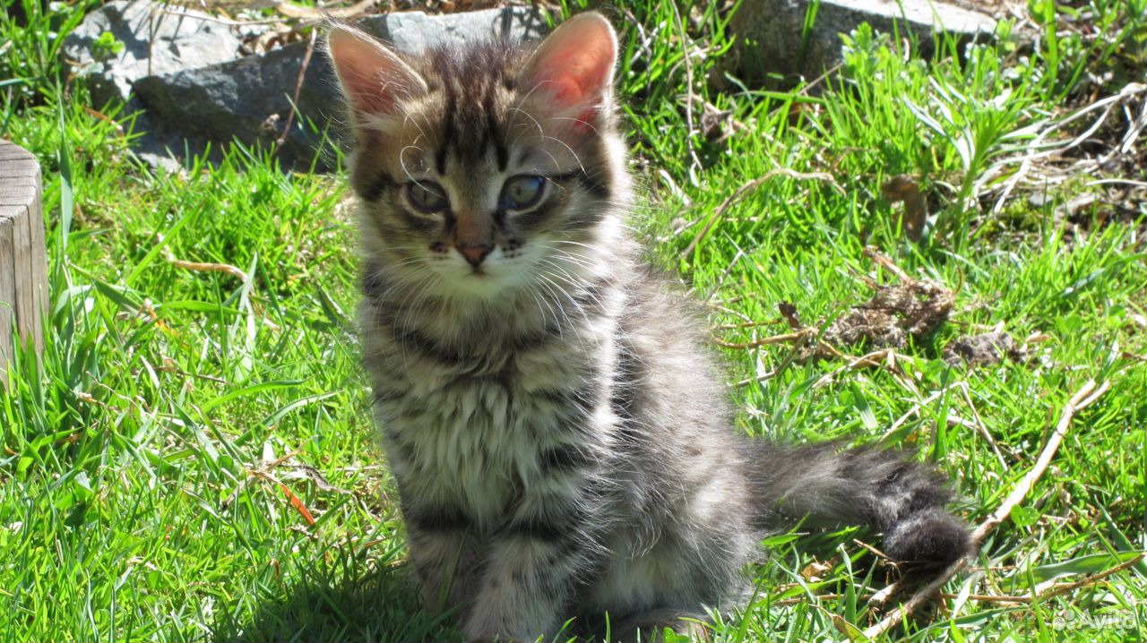 Прелестный котёнок - девочка