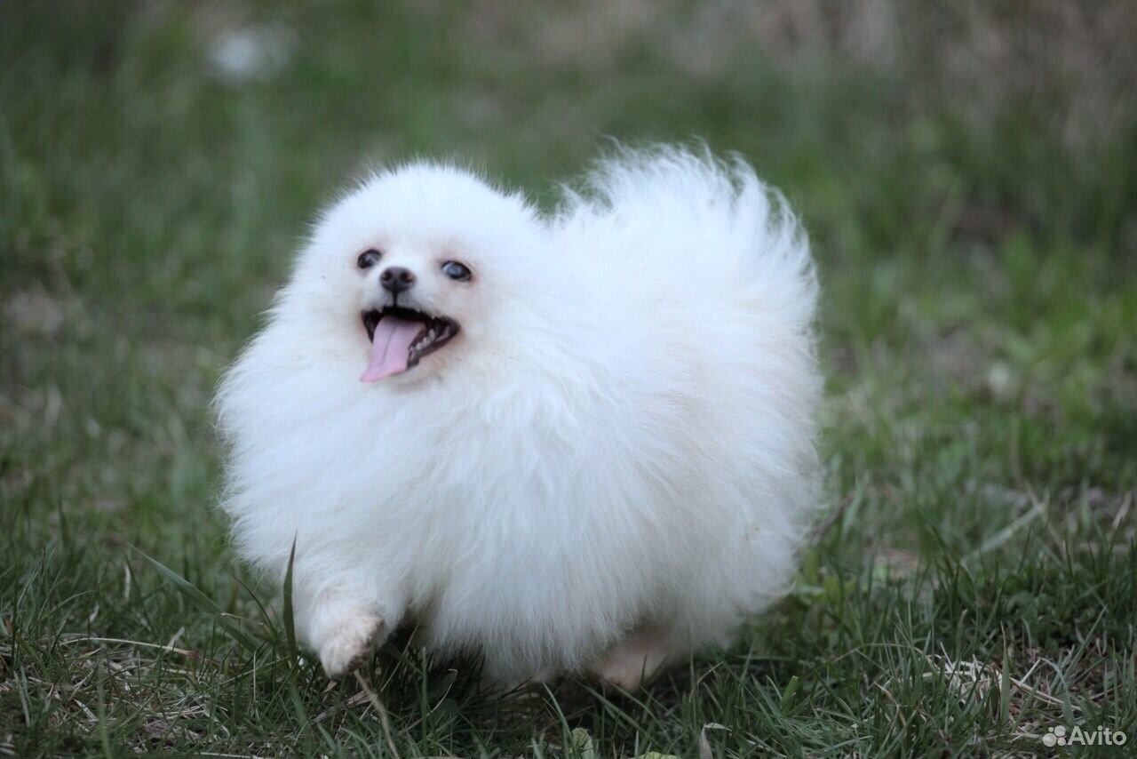 Белый красавчик шпиц