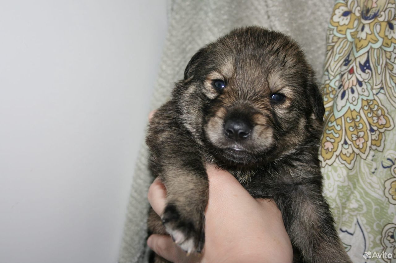 Мокрые носики