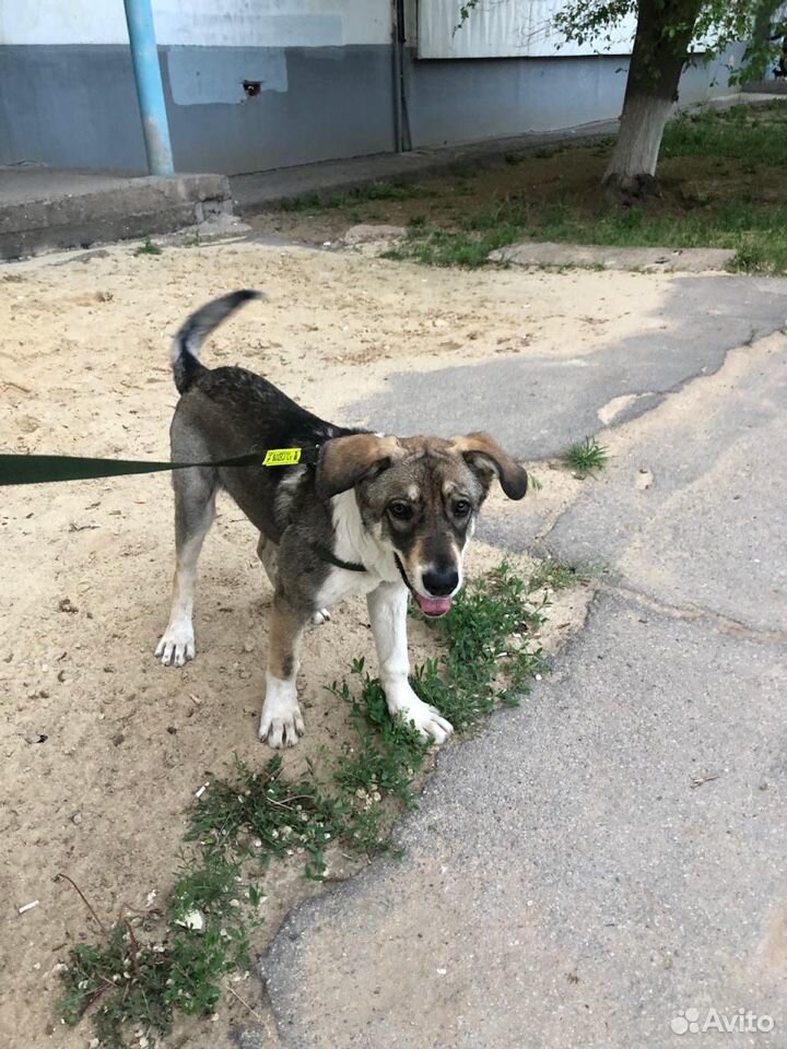 Крупный щенок в добрые руки