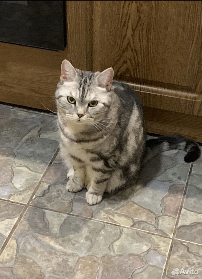 Кошка Британский Табби