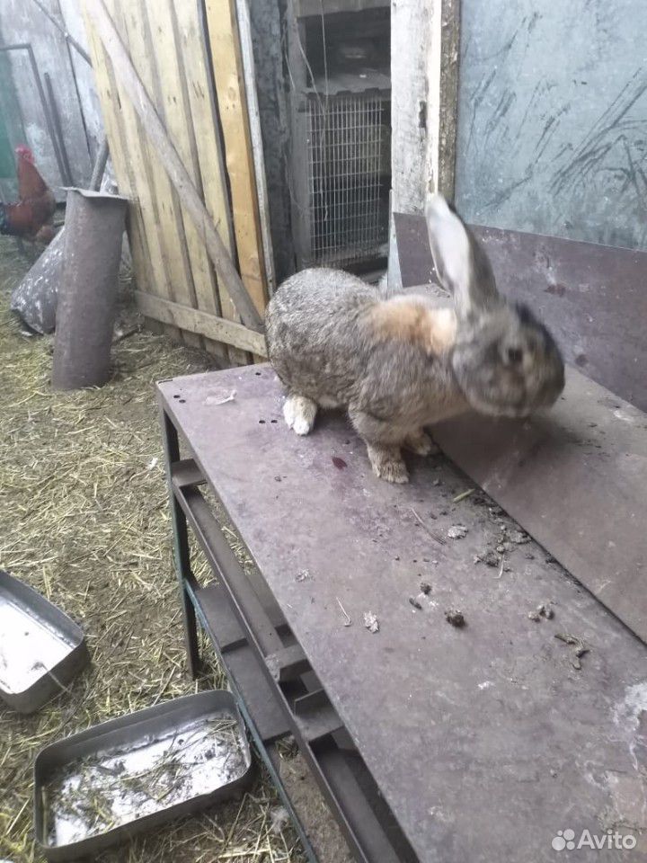 Крол