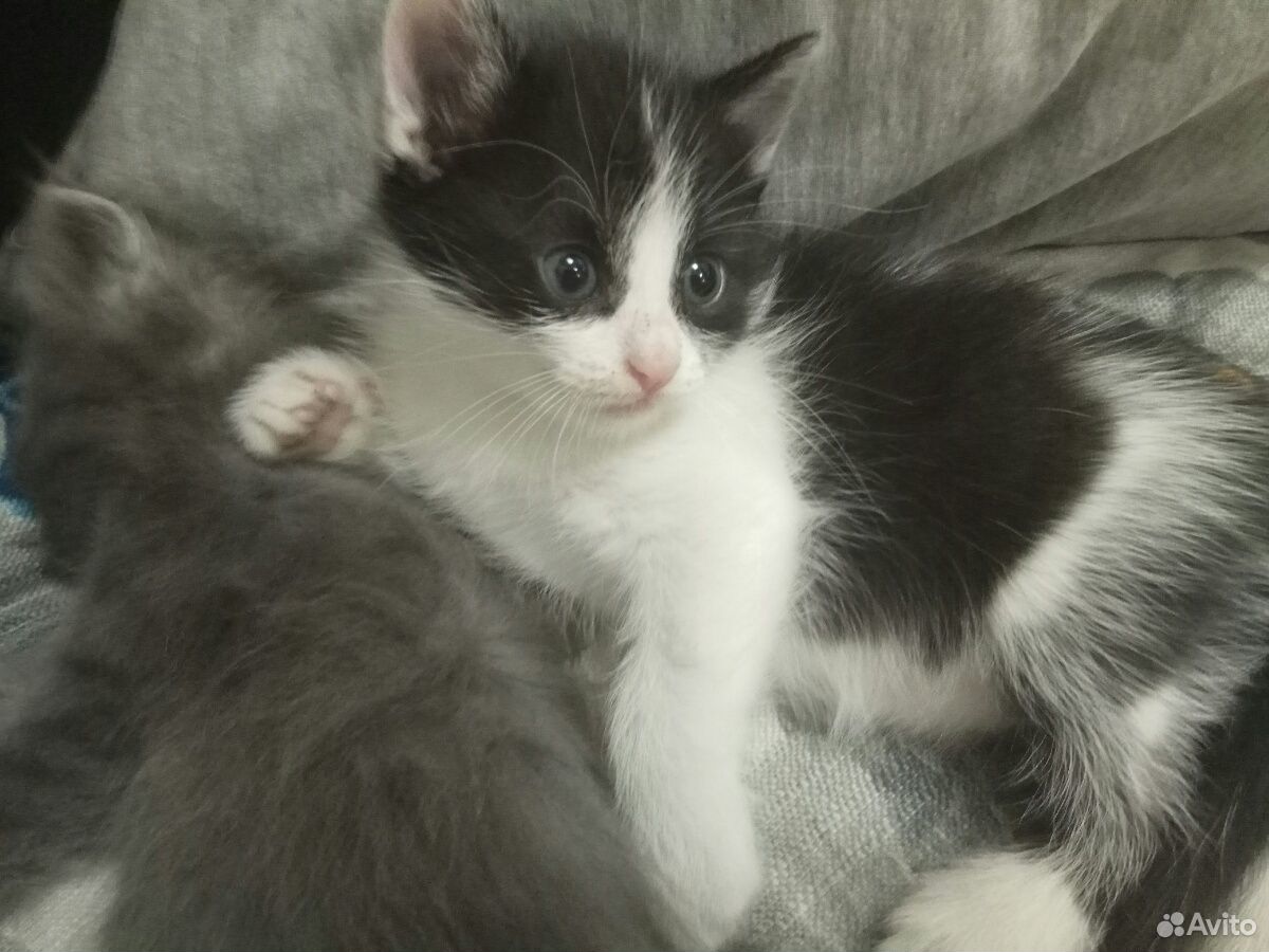 Котодетки