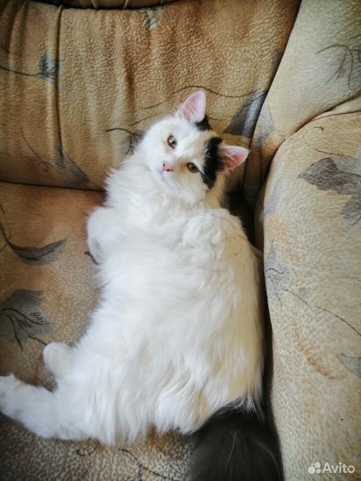 Кошечка 8 9 месяцев