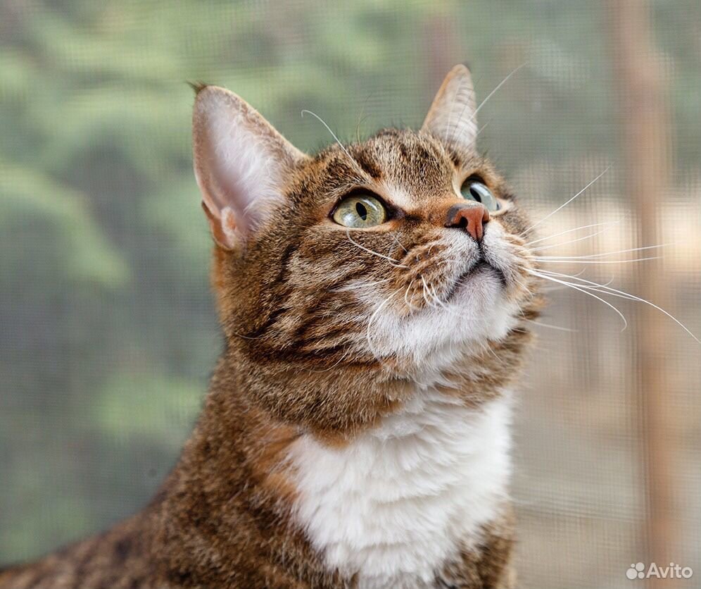 Котик Рыська ищет дом
