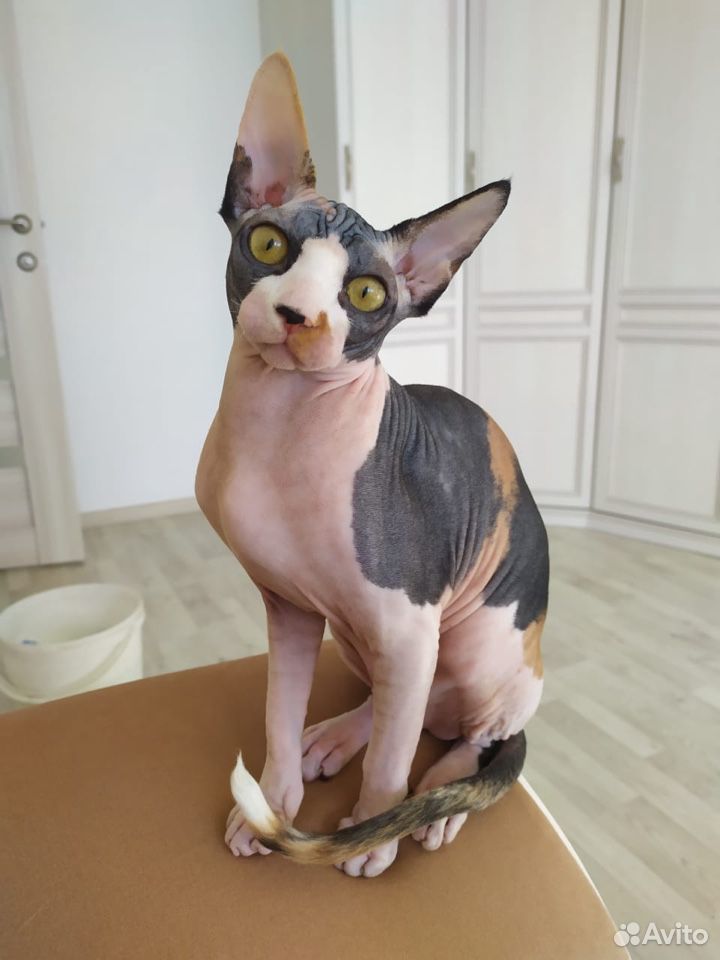 Продам Сфинкс девочка