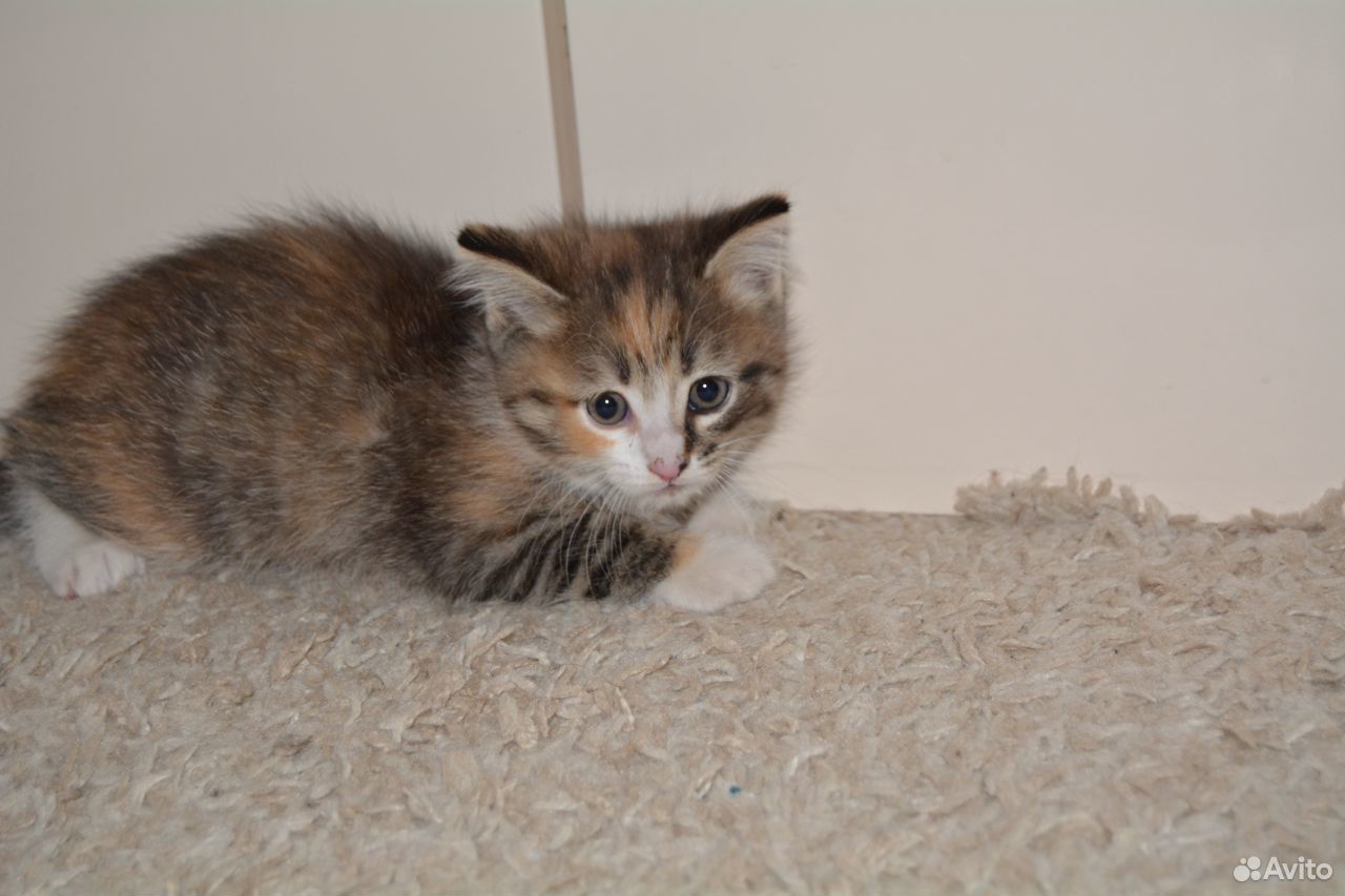Кошечка 1.5 мес в добрые руки
