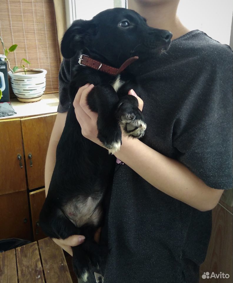 Щенок ищет дом) Метис с таксой