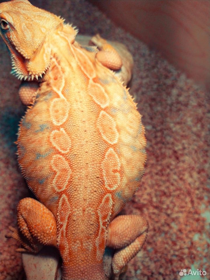 Бородатая агама самка 1 год