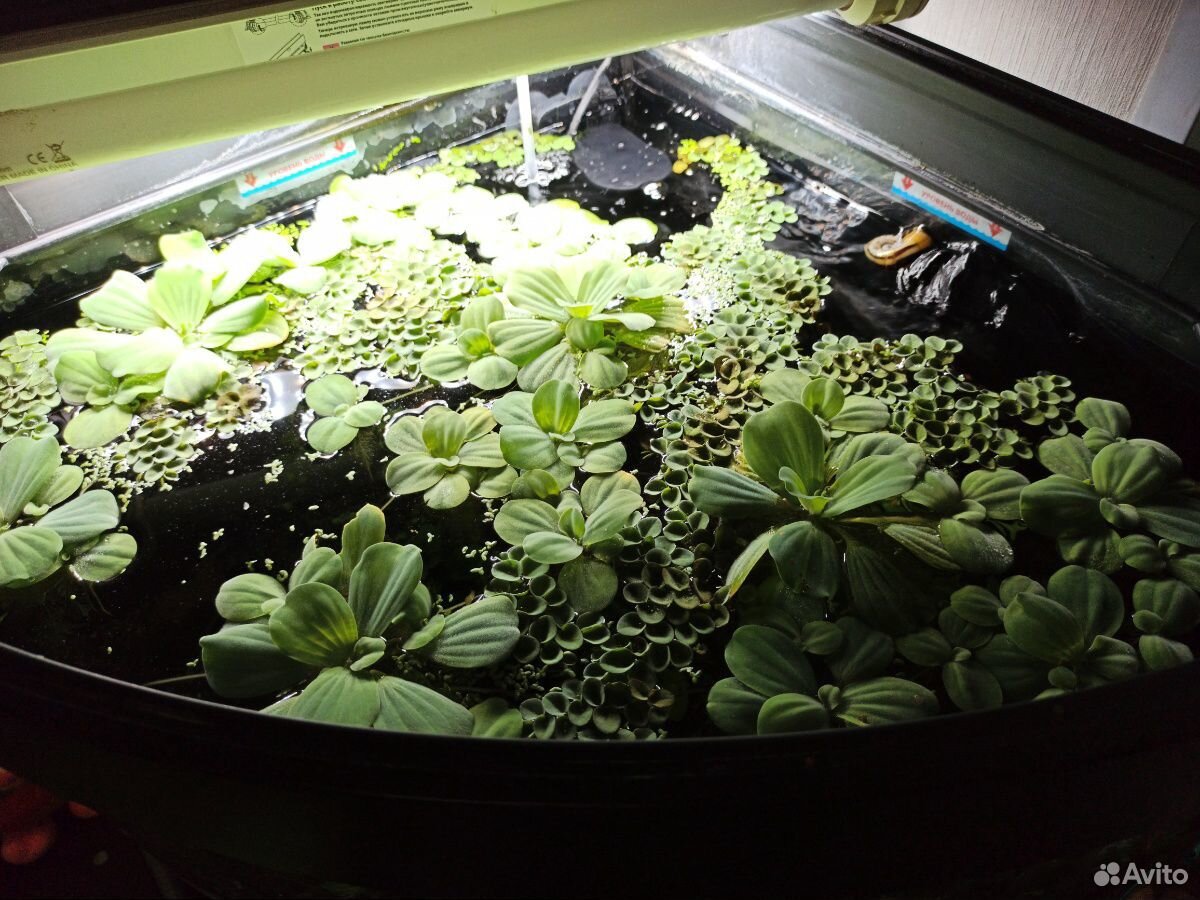 Аквариумные растения