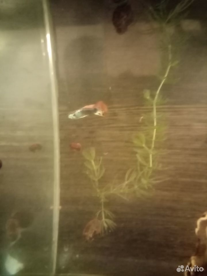 Рыбки гупики