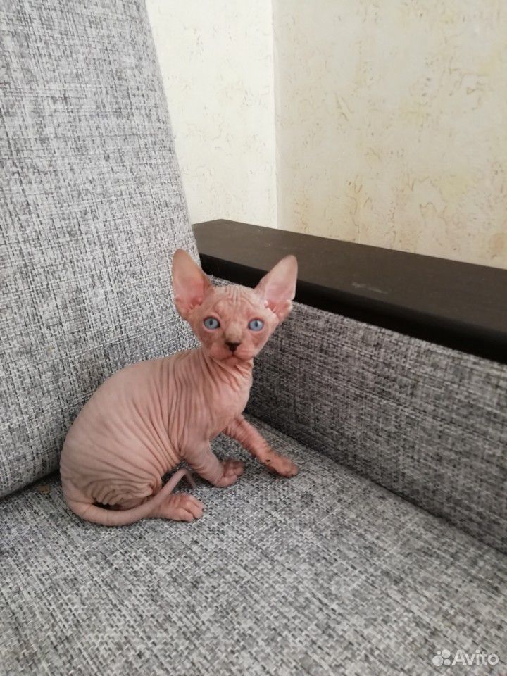 Канадский сфинкс девочка