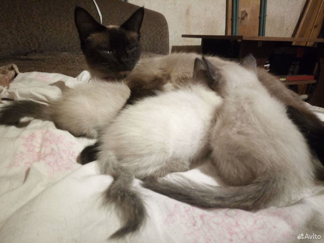 Тайские (сиамские) котята