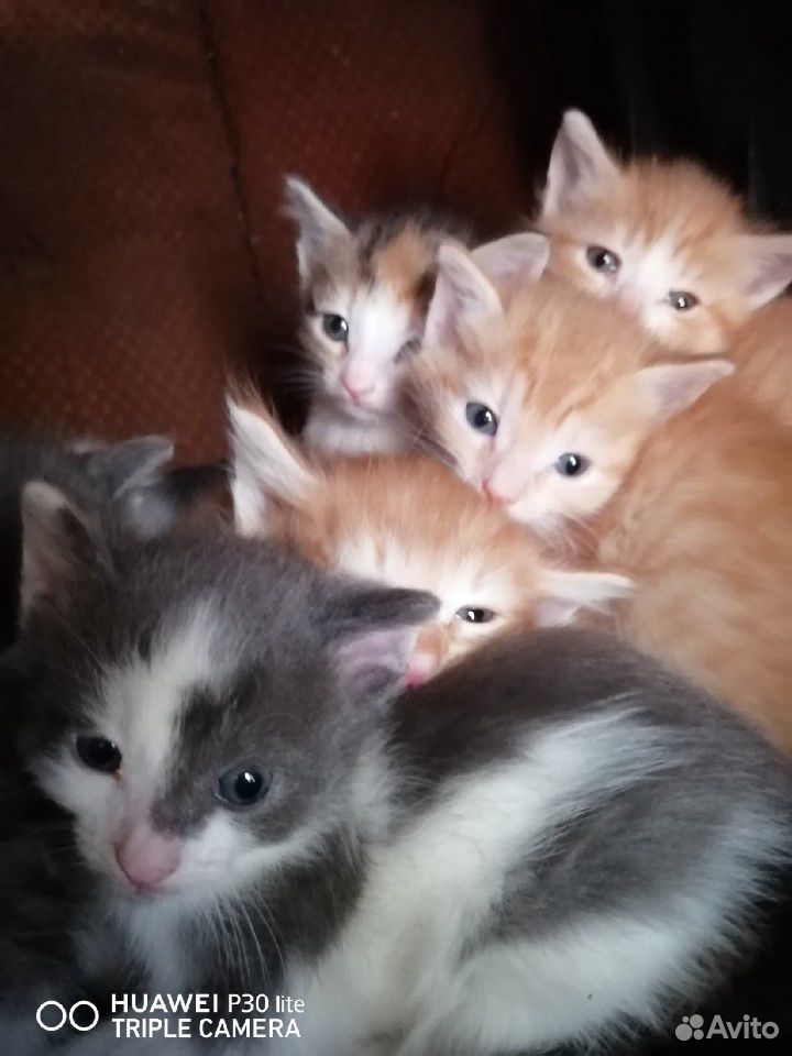 Котята 1,5 мес